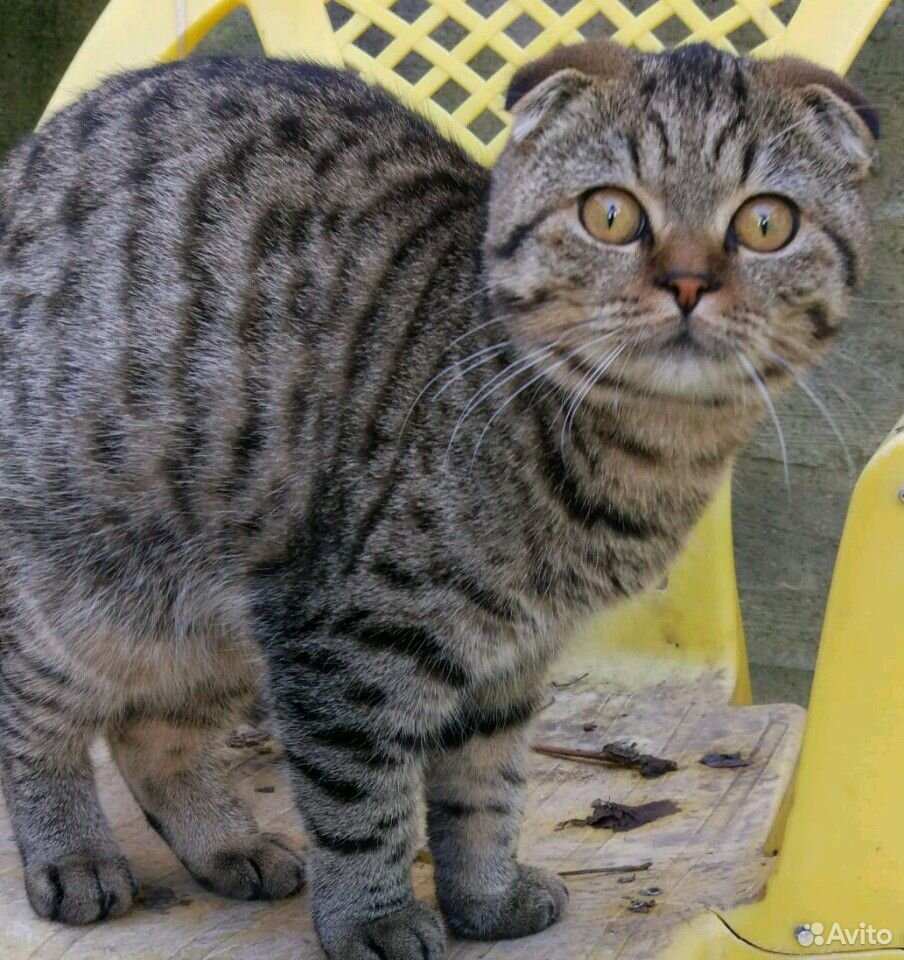 Пропал Молодой кот, шотландская порода