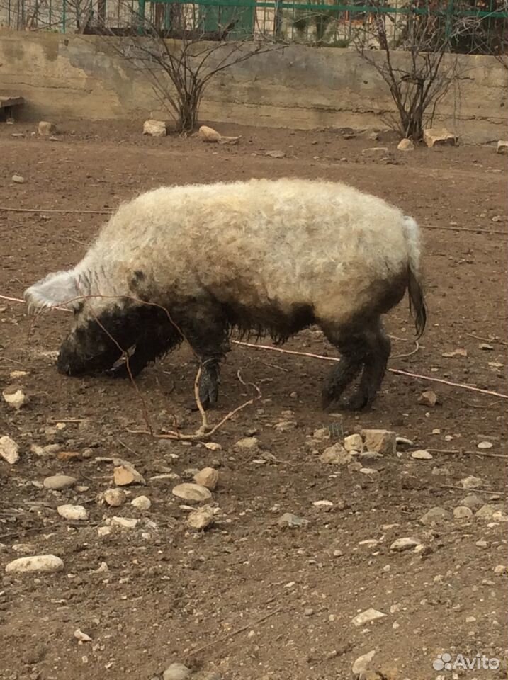 Венгерская мангалица