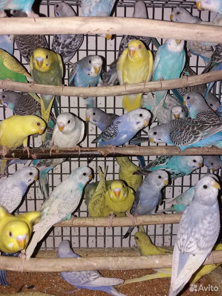 Волнистые попугаи. Оптовая продажа