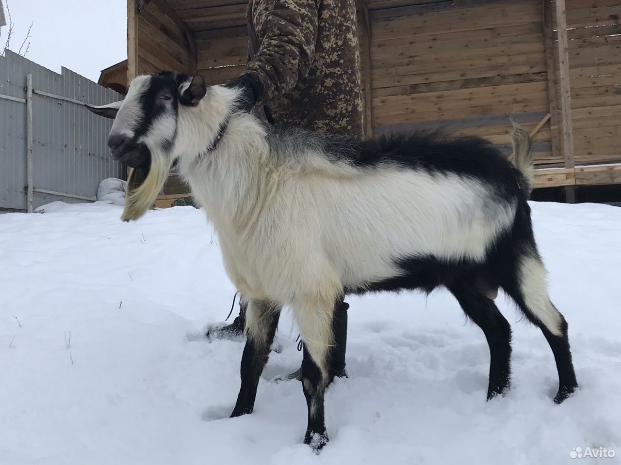 Продаётся Ч/П альпийский козел, дойные альпийские