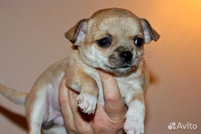 Красивый мальчик Чихуахуа