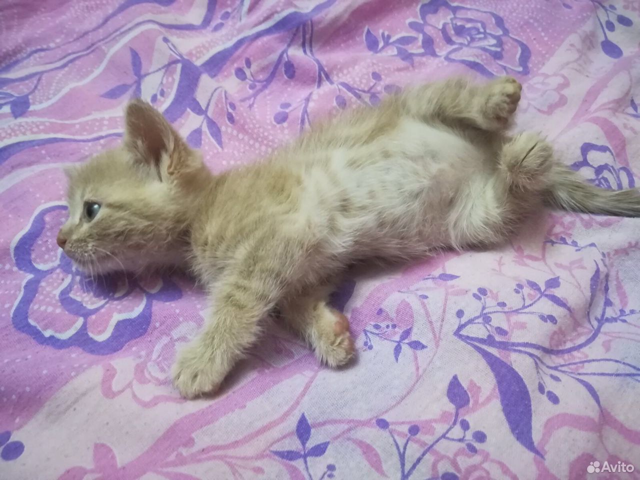 Британский котик
