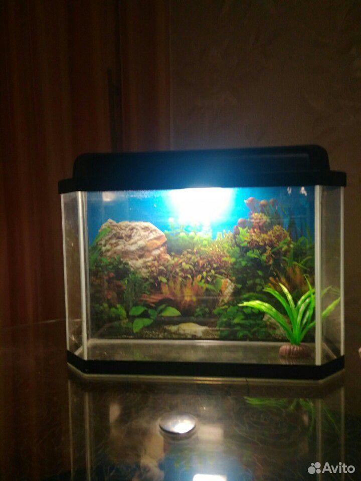 Аквариум