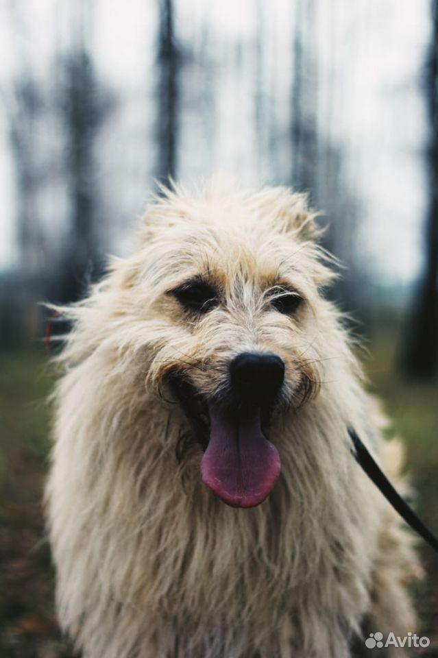 Добрая собака Иви в добрые руки