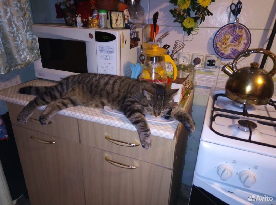 Кошка 2.5 года