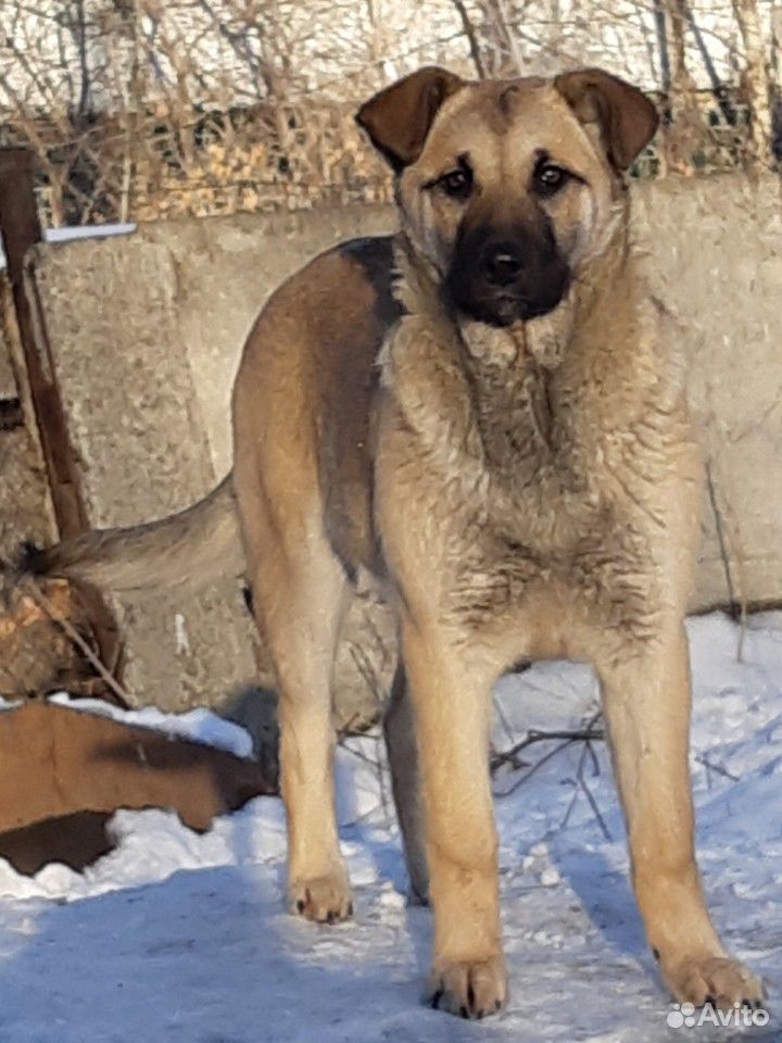 Собачка ищет дом