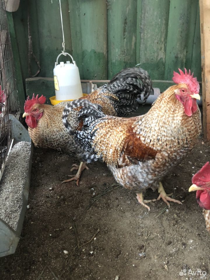 Петух билефельдер