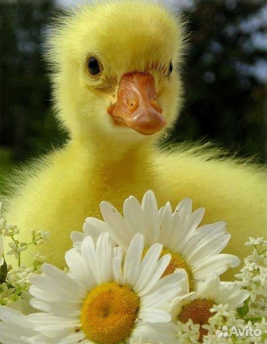 Утка бролерная башкирка