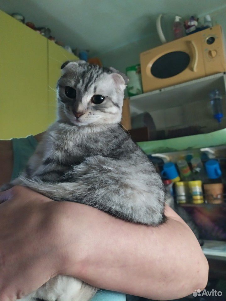 Котенок-кошечка