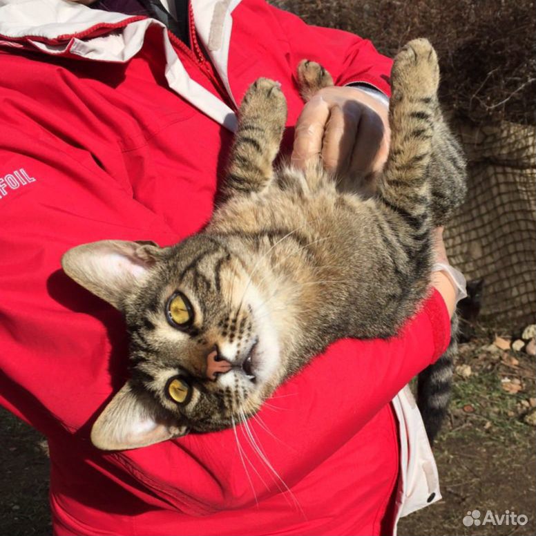 Самый лучший в мире котик