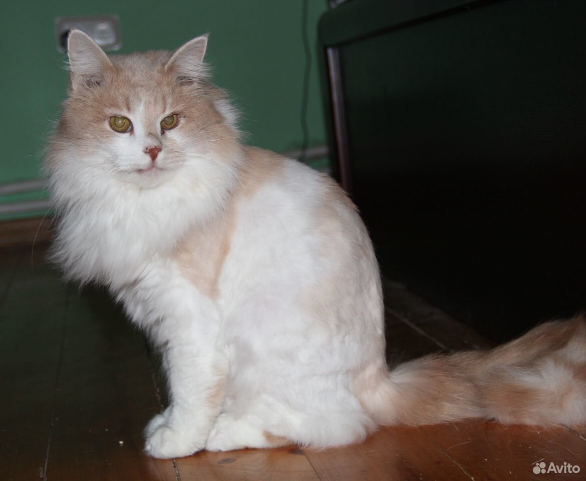 Красавчик пушистик Барсик ищет дом