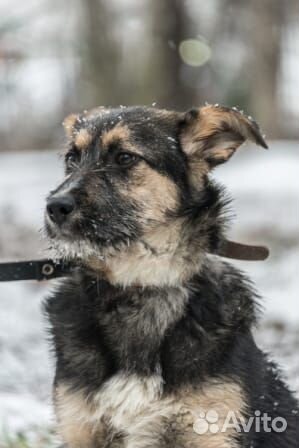 Очаровательный щенок Терра в добрые руки