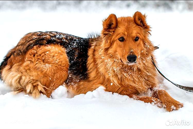 Рыжий красавец Фокс ждёт свою семью