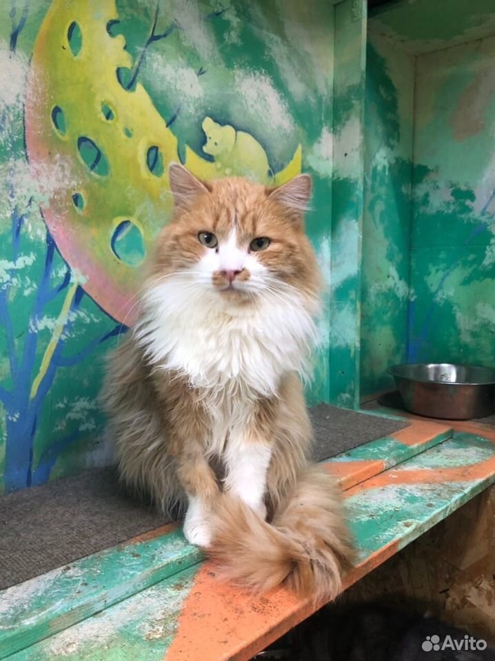 Котик в добрые руки