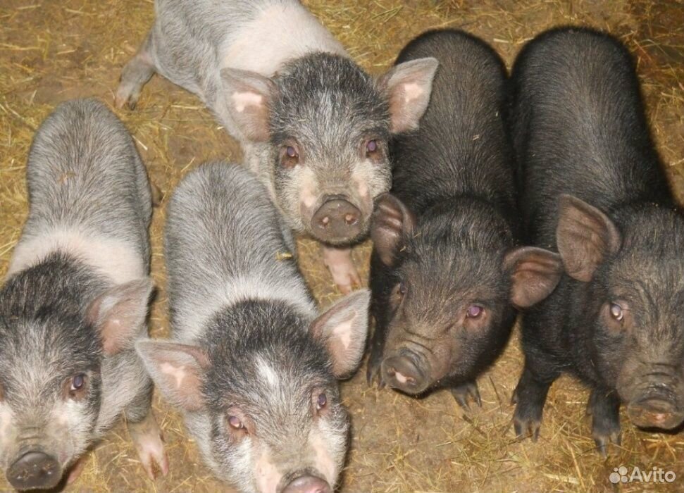 Поросятки вислобрюхие