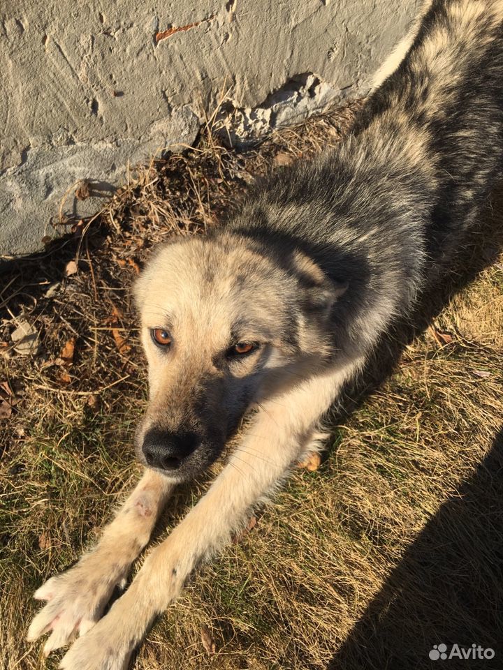 Щенок Лис в добрые руки