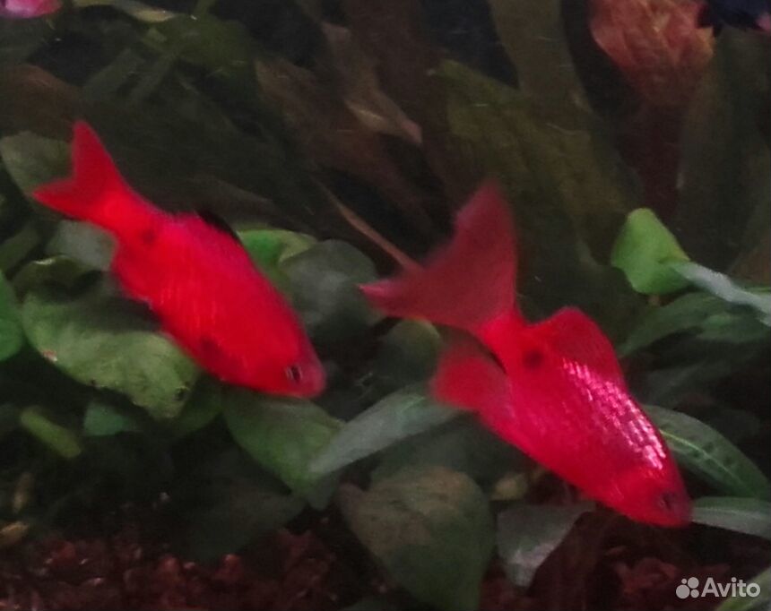 Барбус огненный, барбус чёрный