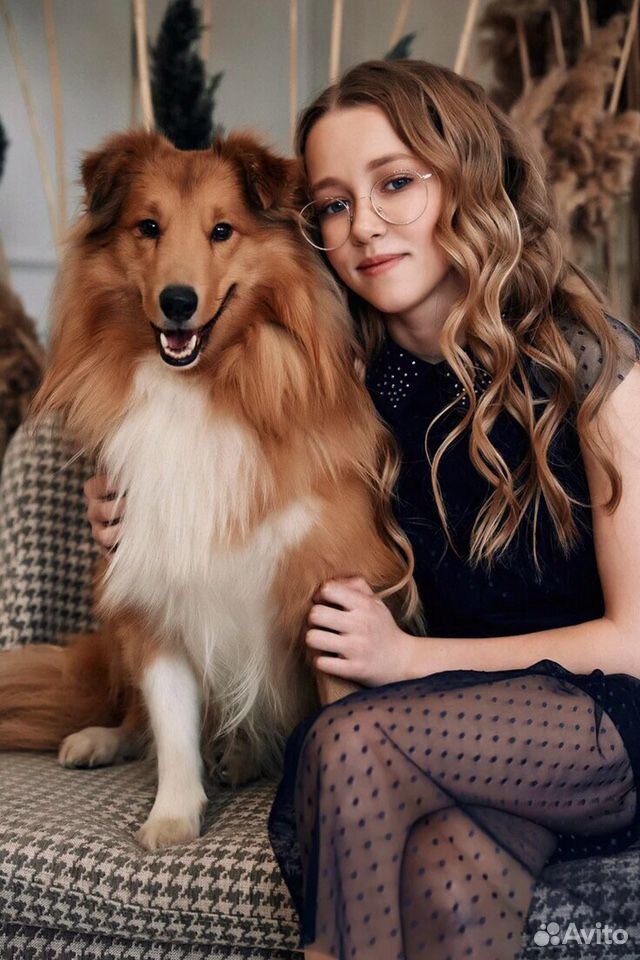 Шелти, фотосессия