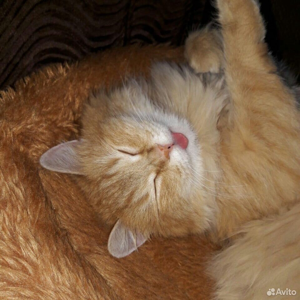 Рыжее счастье ищет дом