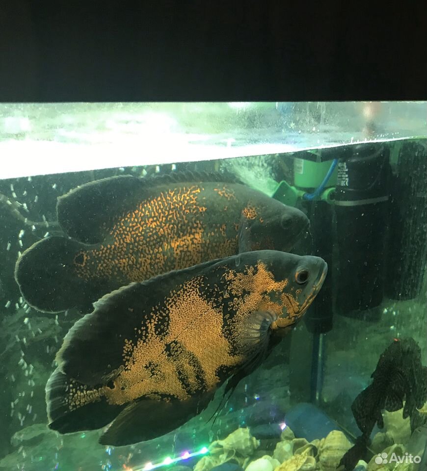 Астронотус