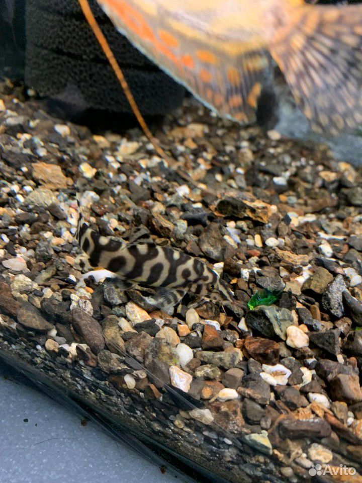 Аквариумная рыбка Боция мраморная