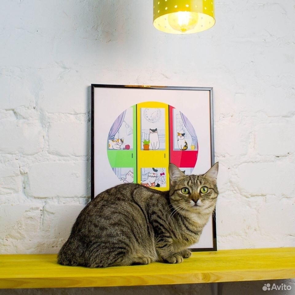 Кошечка Пухля, 1 год (из приюта)