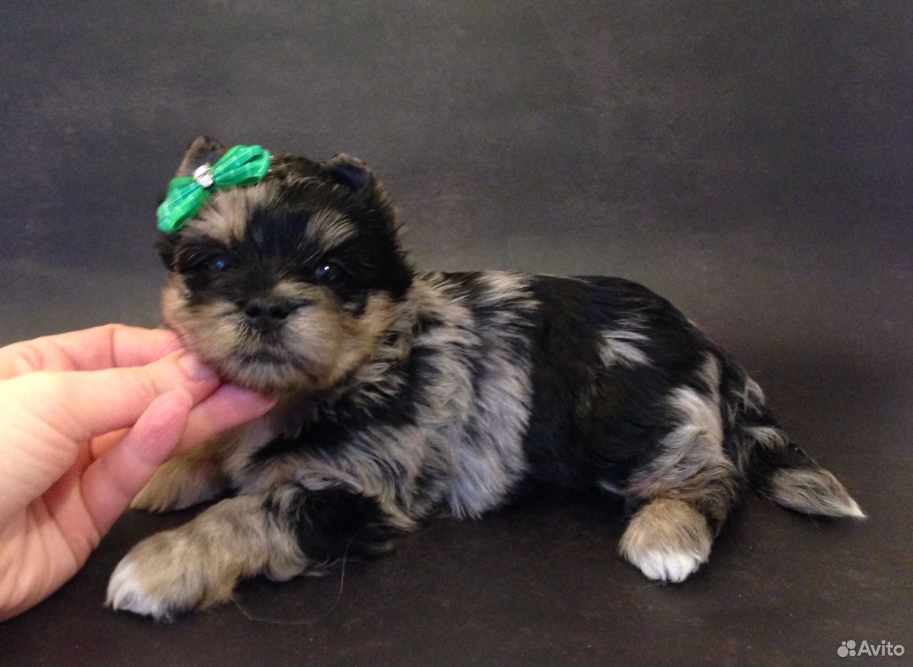 Йорк мраморный мальчик