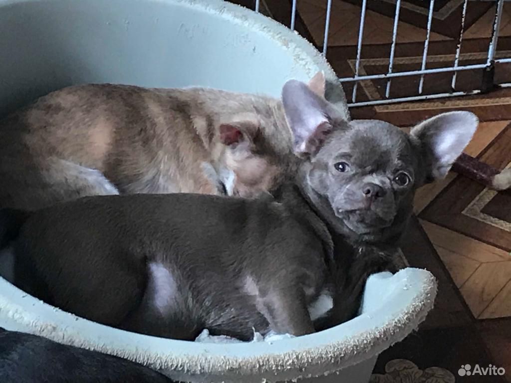 Лиловая стандартная девочка чихуахуа продажа