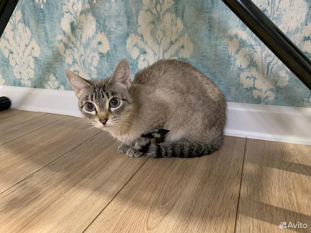 Кошка Тайская