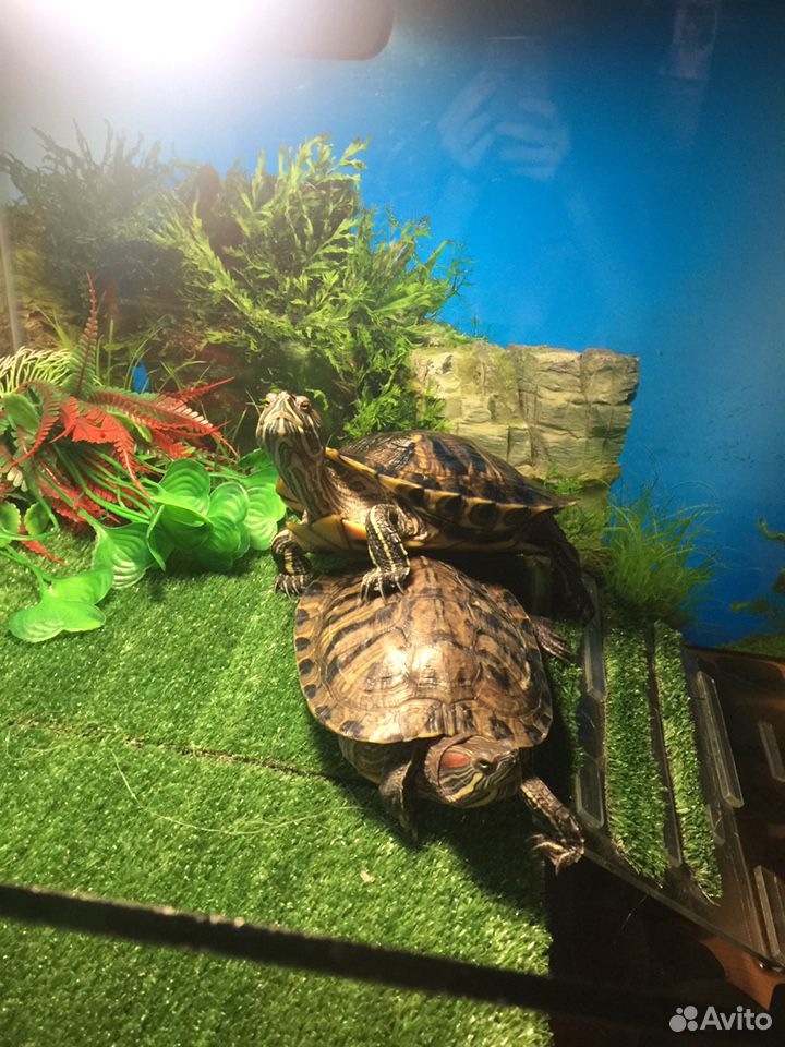 Пара красноухих черепах