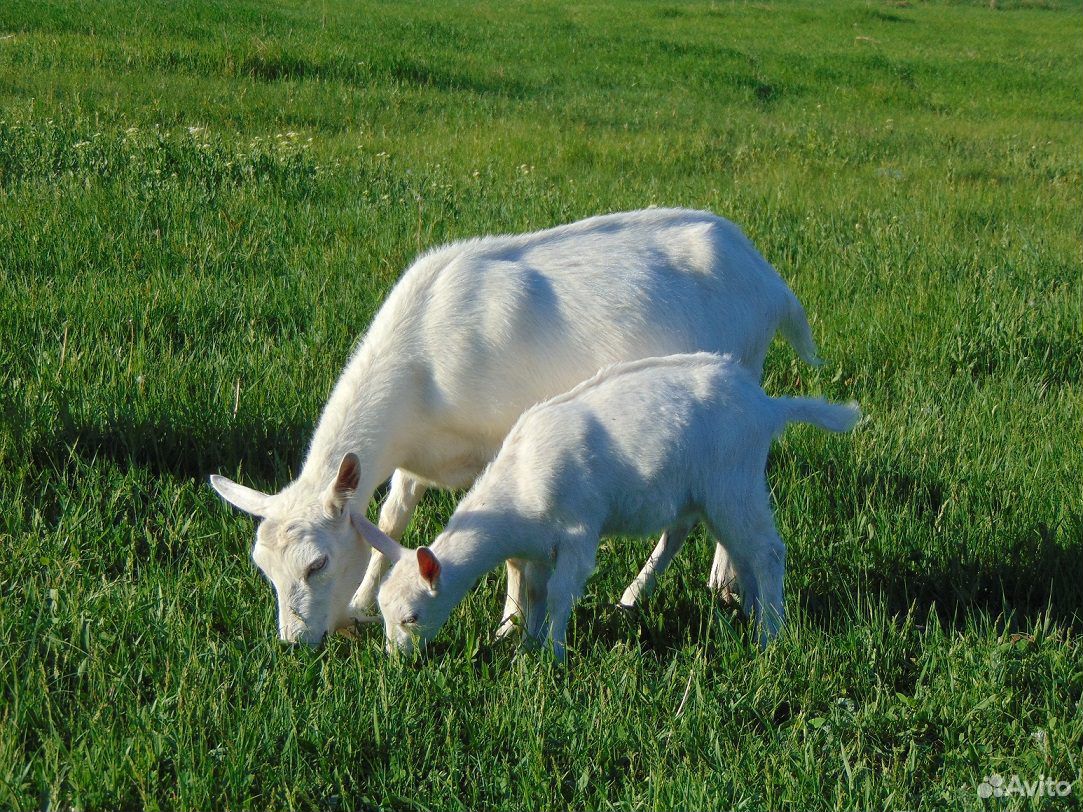 Козлята зааненской и альпийской породы