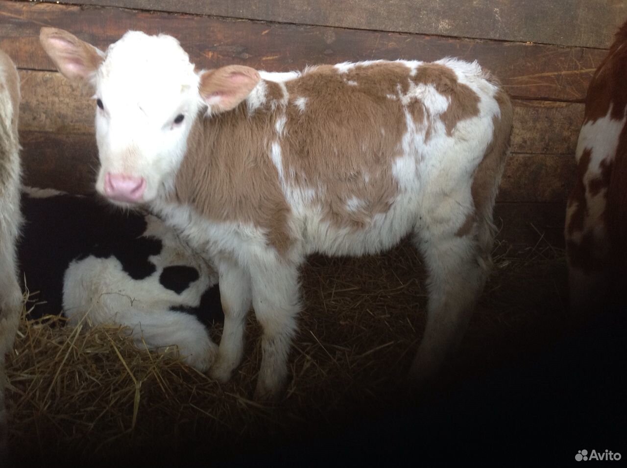 Телочки Симменталы