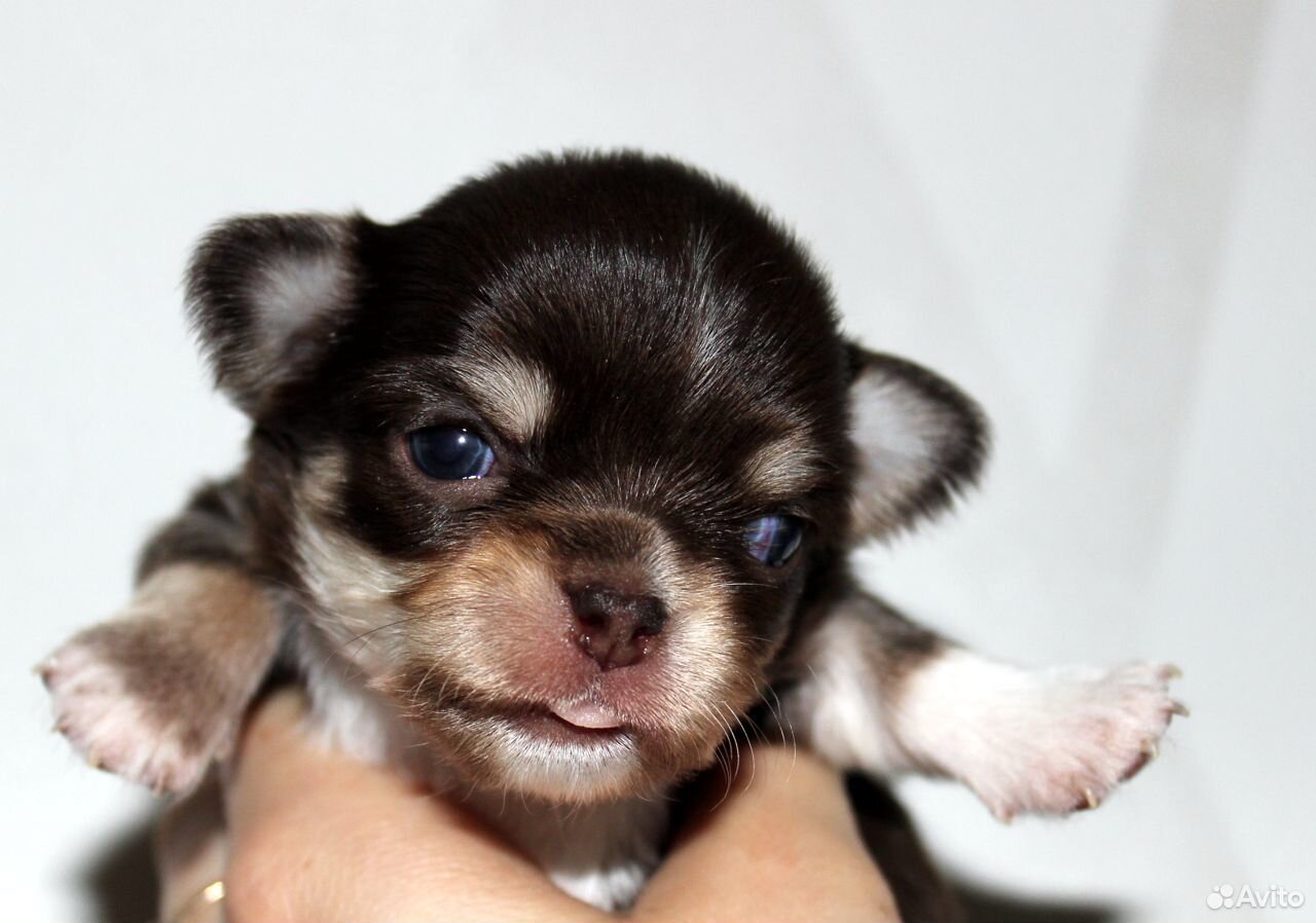 Чихуахуа большой выбор шоколадок