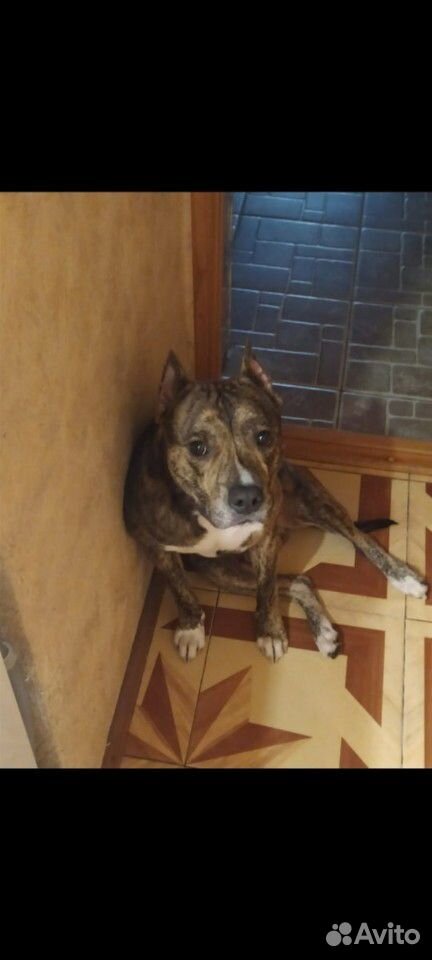 Ищем девочку стаффа для случки