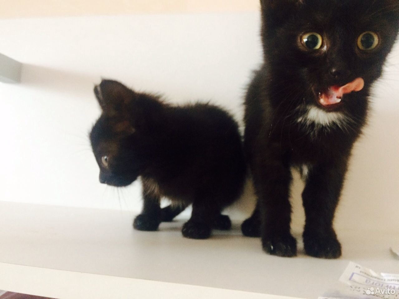 Котята