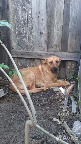 Собака стерилизованная