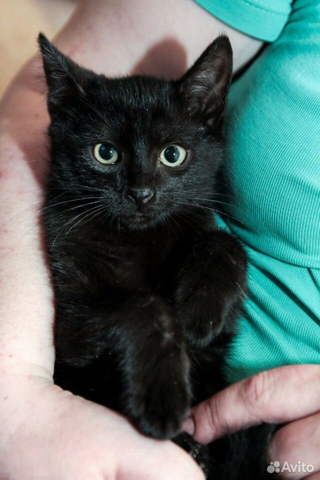 Котята мальчики 2-2.5 мес