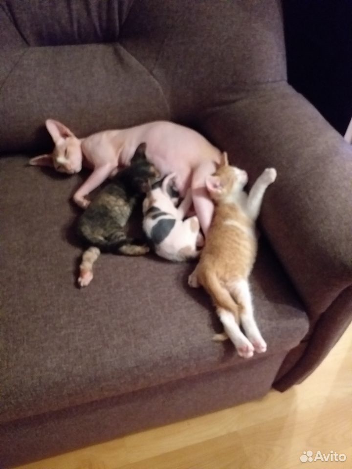 Котята сфинкса