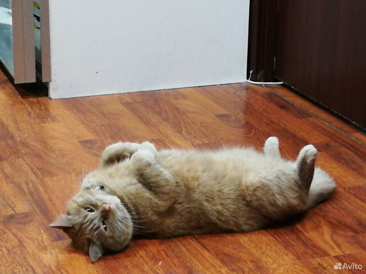 Кошка цвета хлеб. обмен на птичку