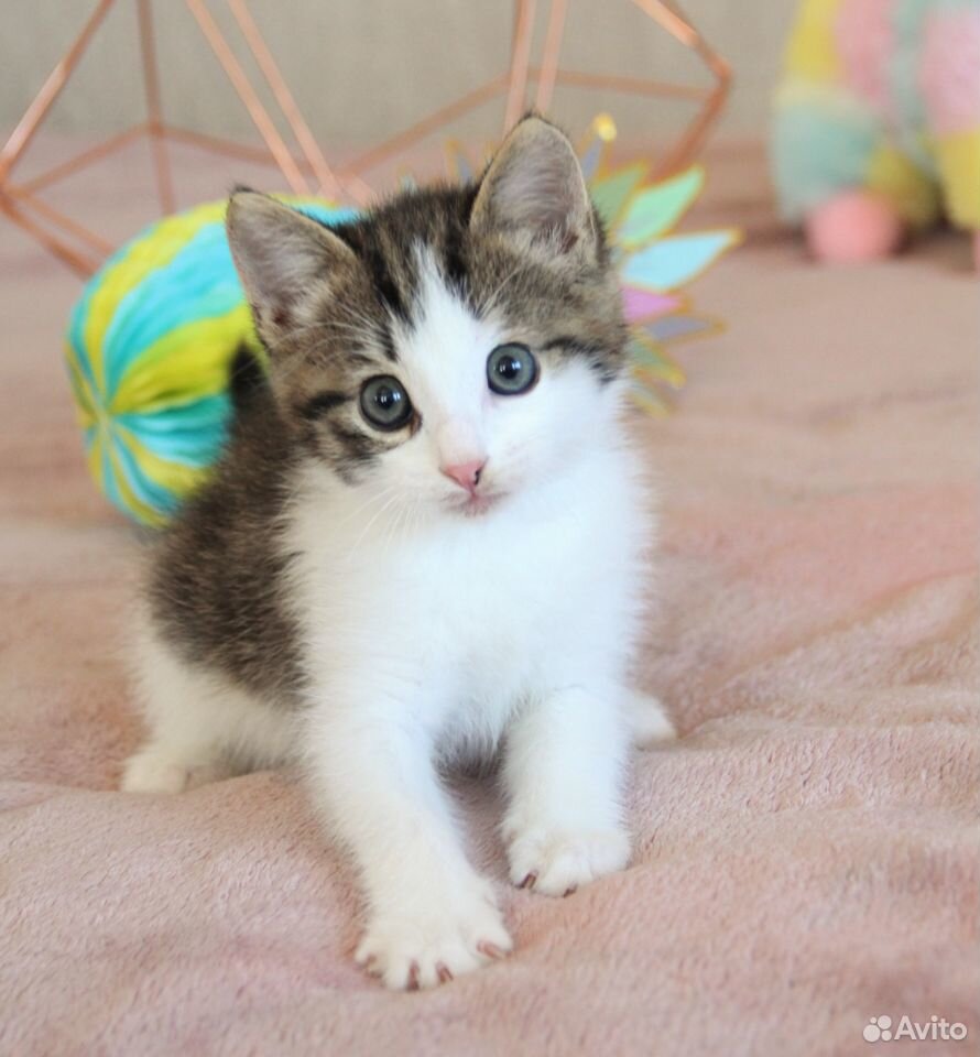 Котенок мальчик Пушистик