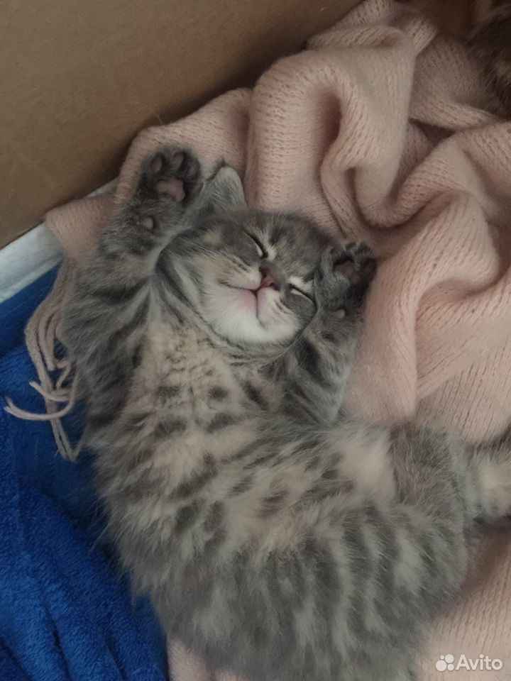 Котёнок