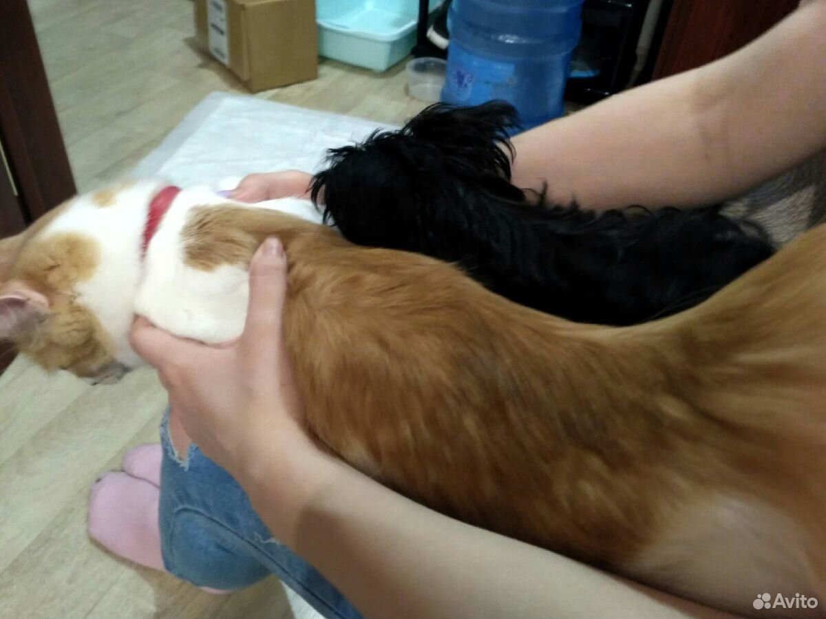 Девочка Мальтезе