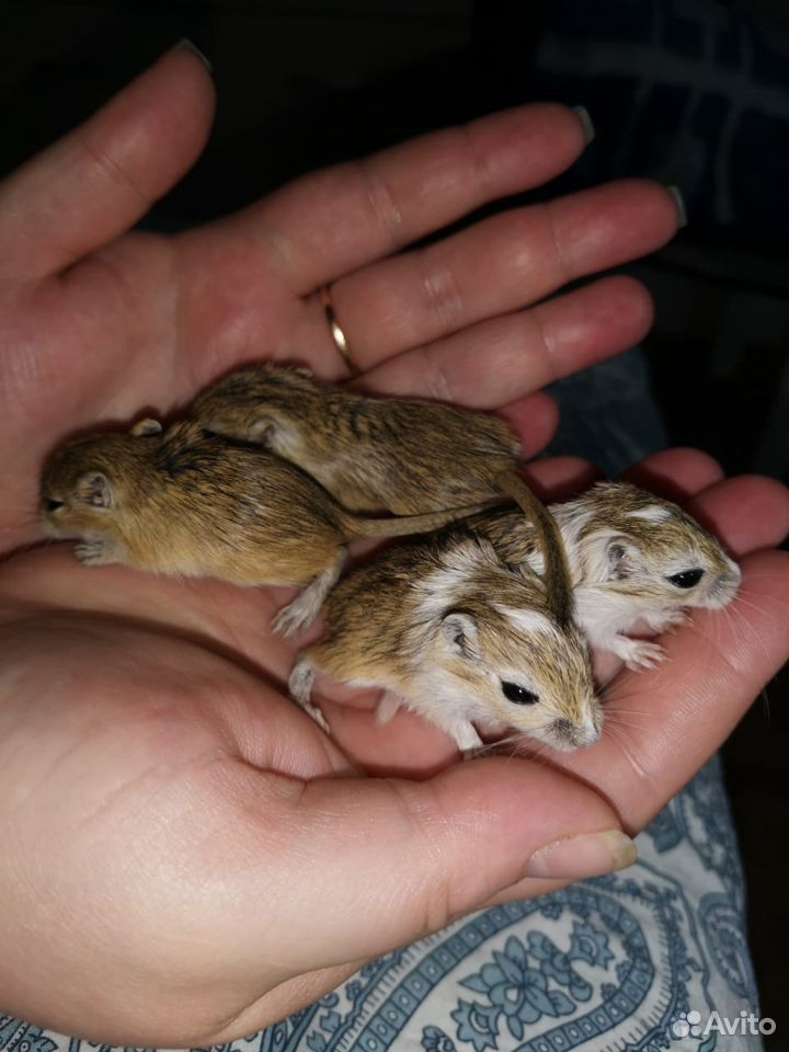 Песчанки