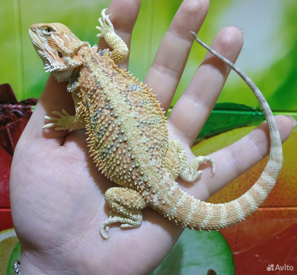 Бородатая агама, самец 26см. Hypo Het Trans