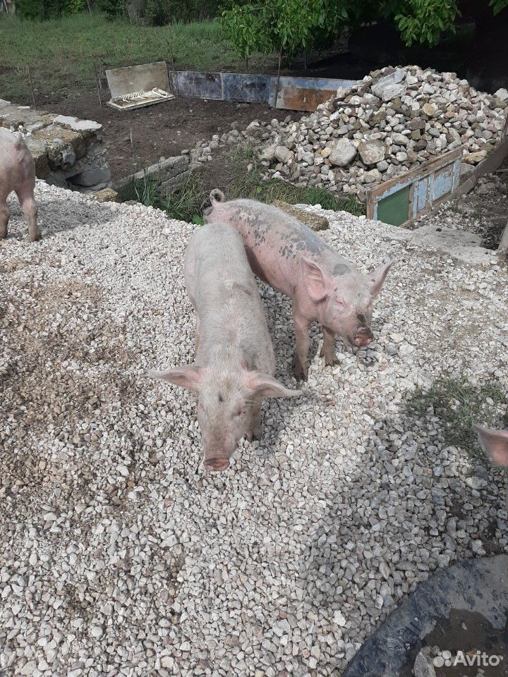 Поросенок дюрок+лантрас