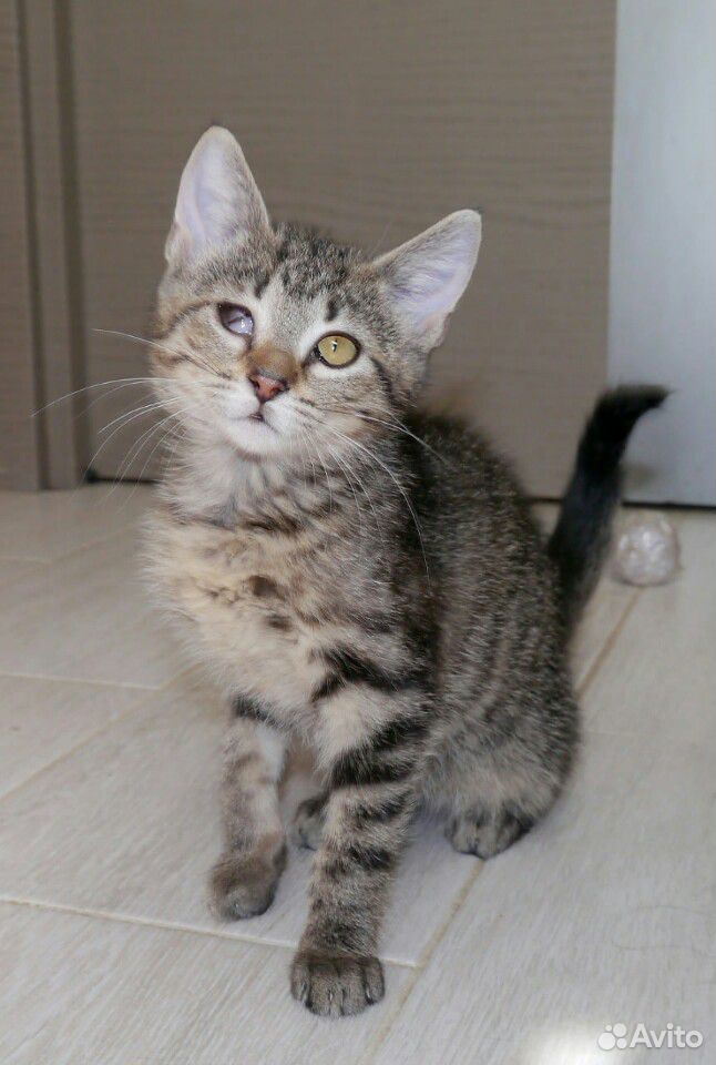 Котенок