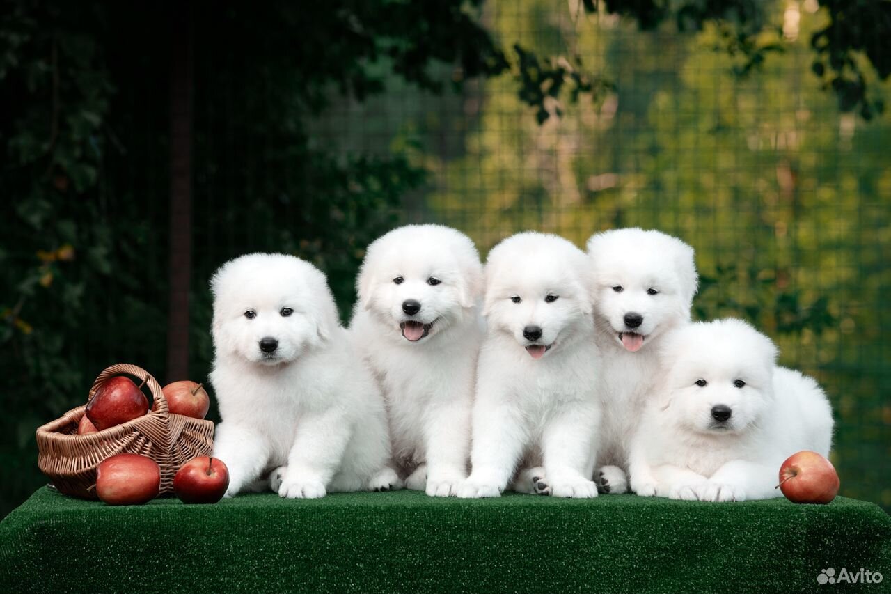 Лучшие щенки мареммо-абруцкой овчарки