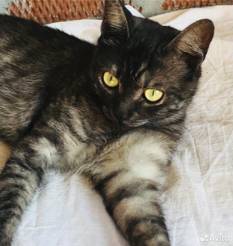 Кот царь