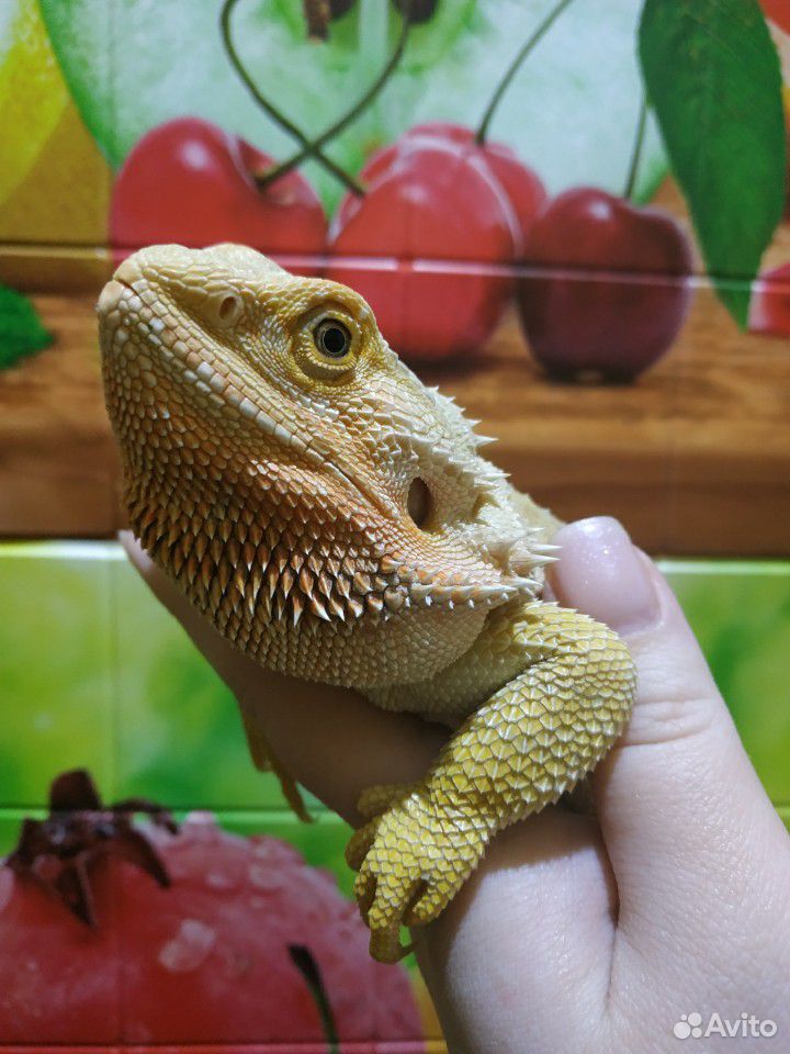 Бородатая агама, самки 1 и 2 года