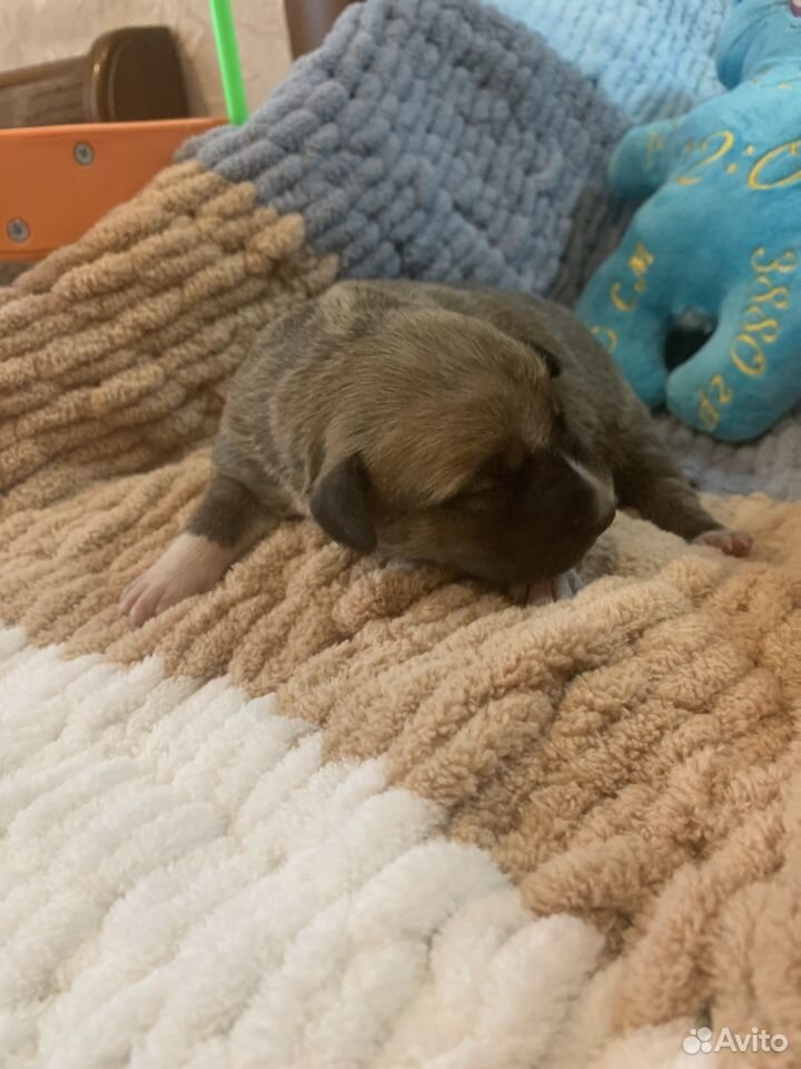 Щенки Ам.Стафа